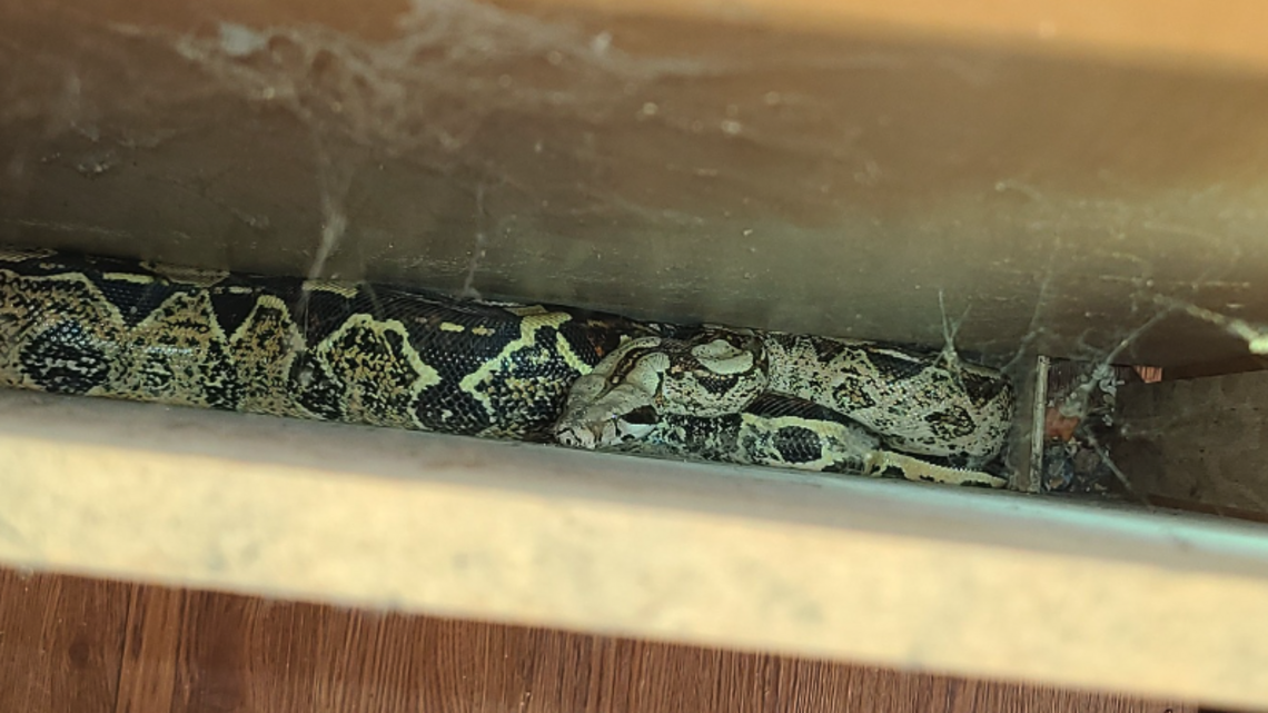 Illinois FD: Snake stuck in walls for 12 hours is rescued | Kansas City ...