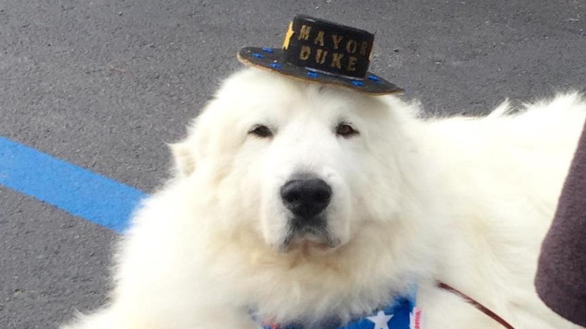 Duke the dog elected mayor for a third term in Cormorant, Minn ...