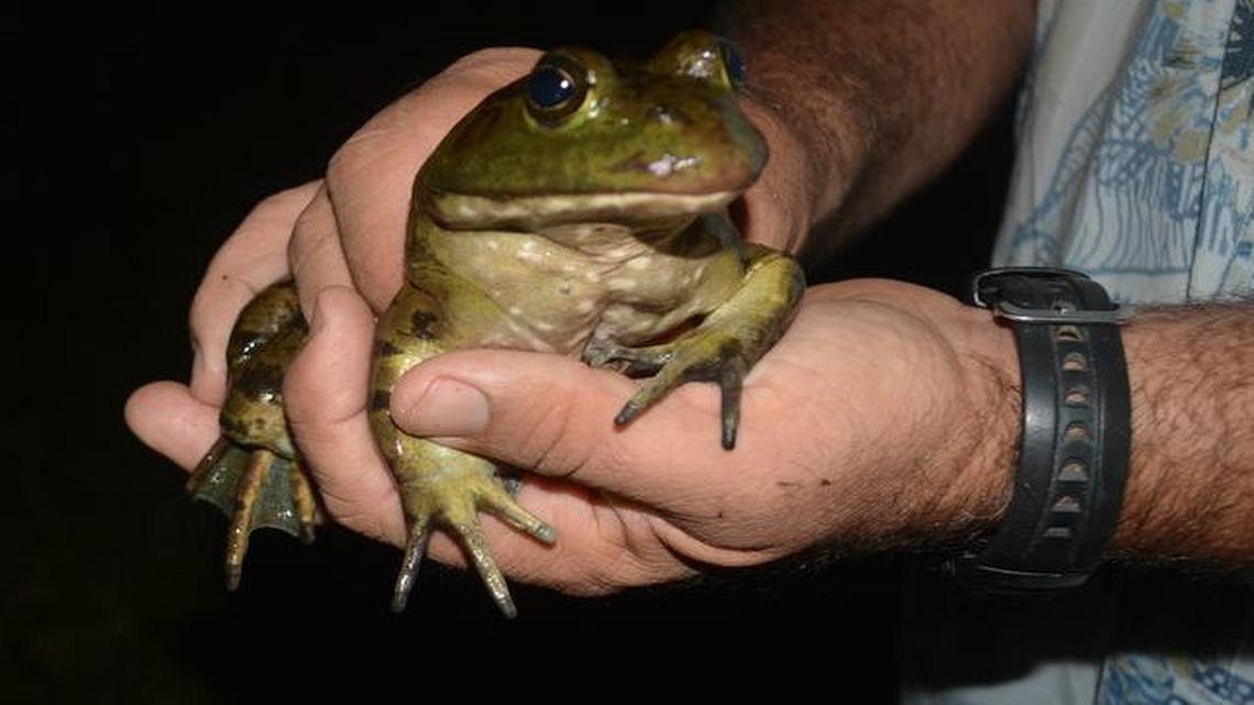 You can’t make this stuff up: Dead frogs jumping? | Kansas City Star