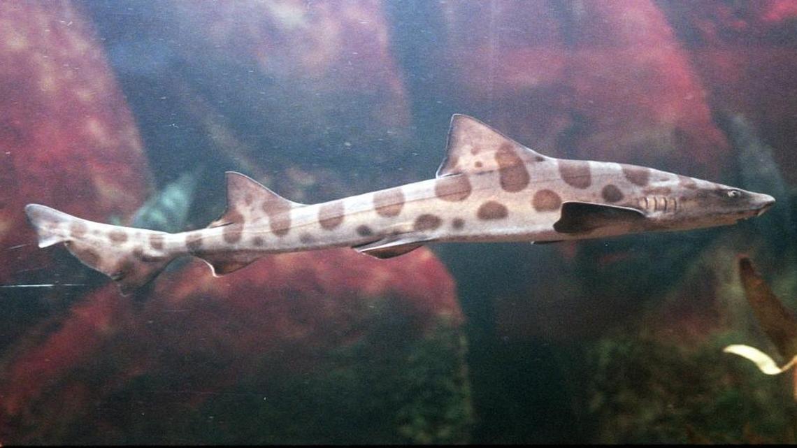 Shark spotted in bay outside Royals-Giants baseball game | Kansas City Star
